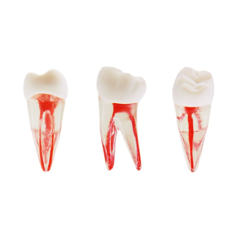 Primeiro Molar Inferior Transparente :: LikeReal